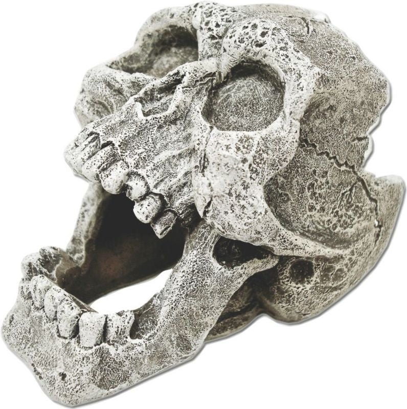 Exotic Environments Cracked Human Skull Mini – Pet-Galaxy-us